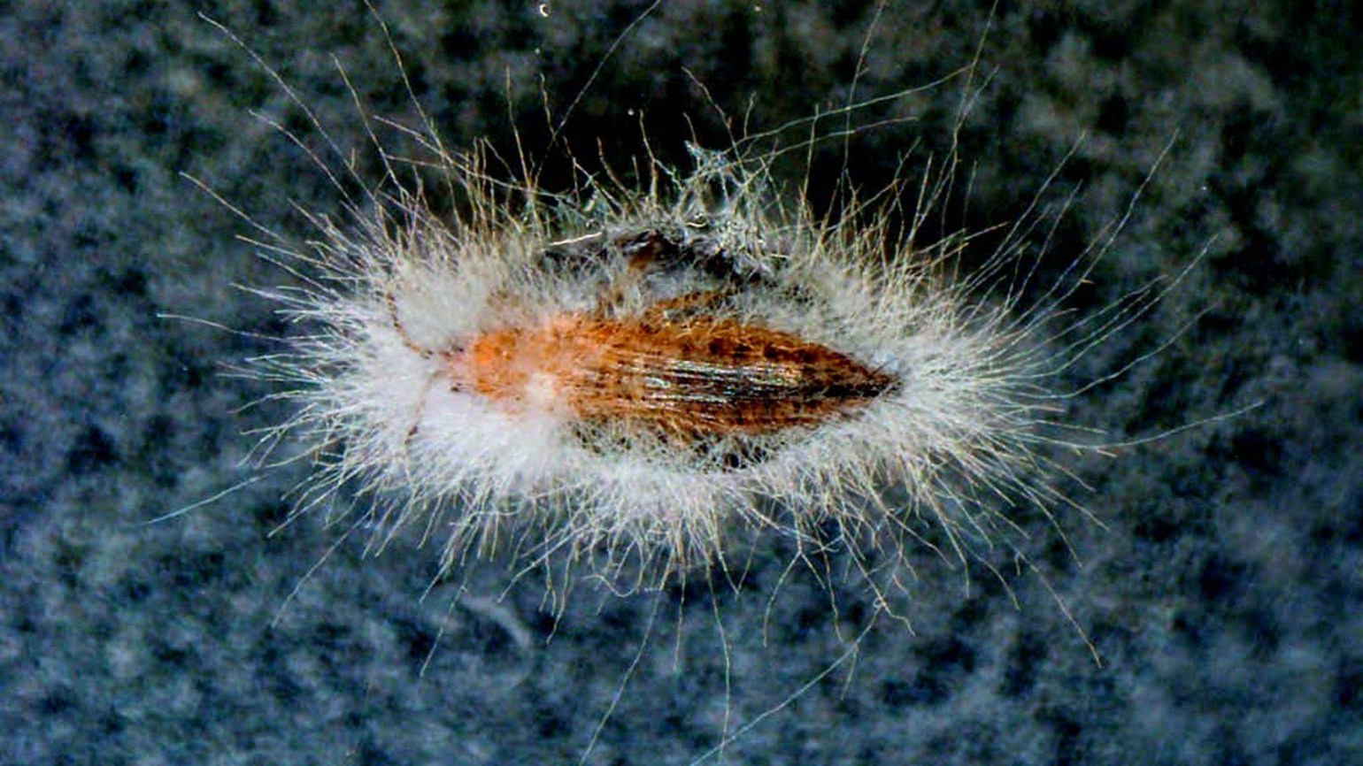 Velifer® OD: Νέα εποχή, Νέες λύσεις