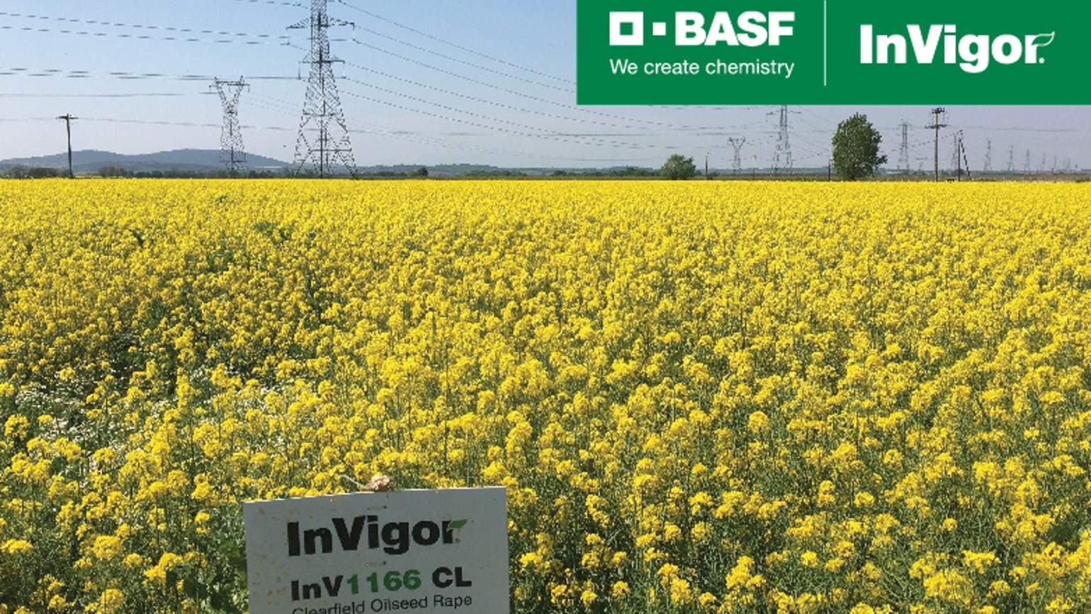 InVigor® - InV1166 CL