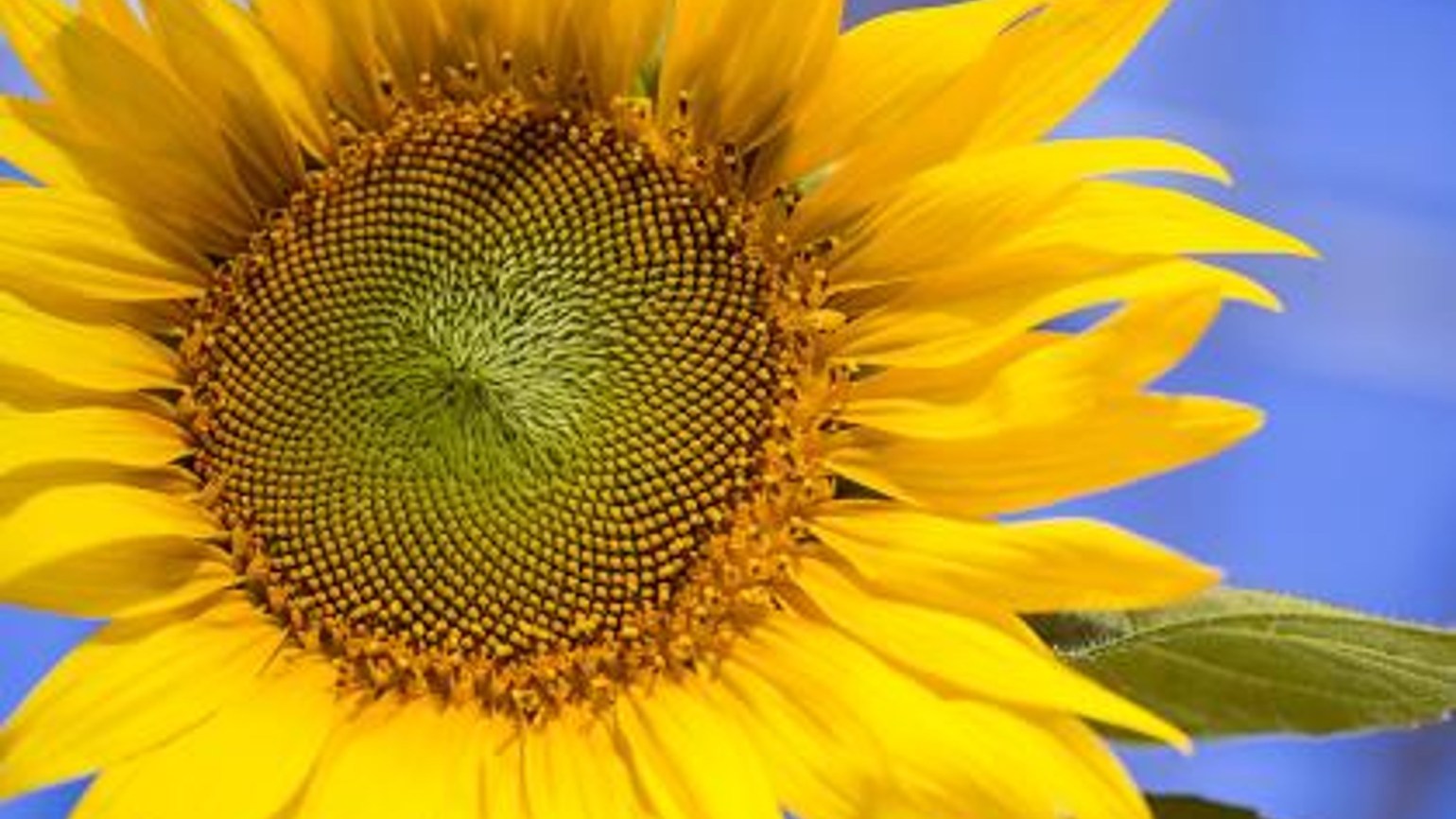 InSun Υβρίδια Ηλίανθου