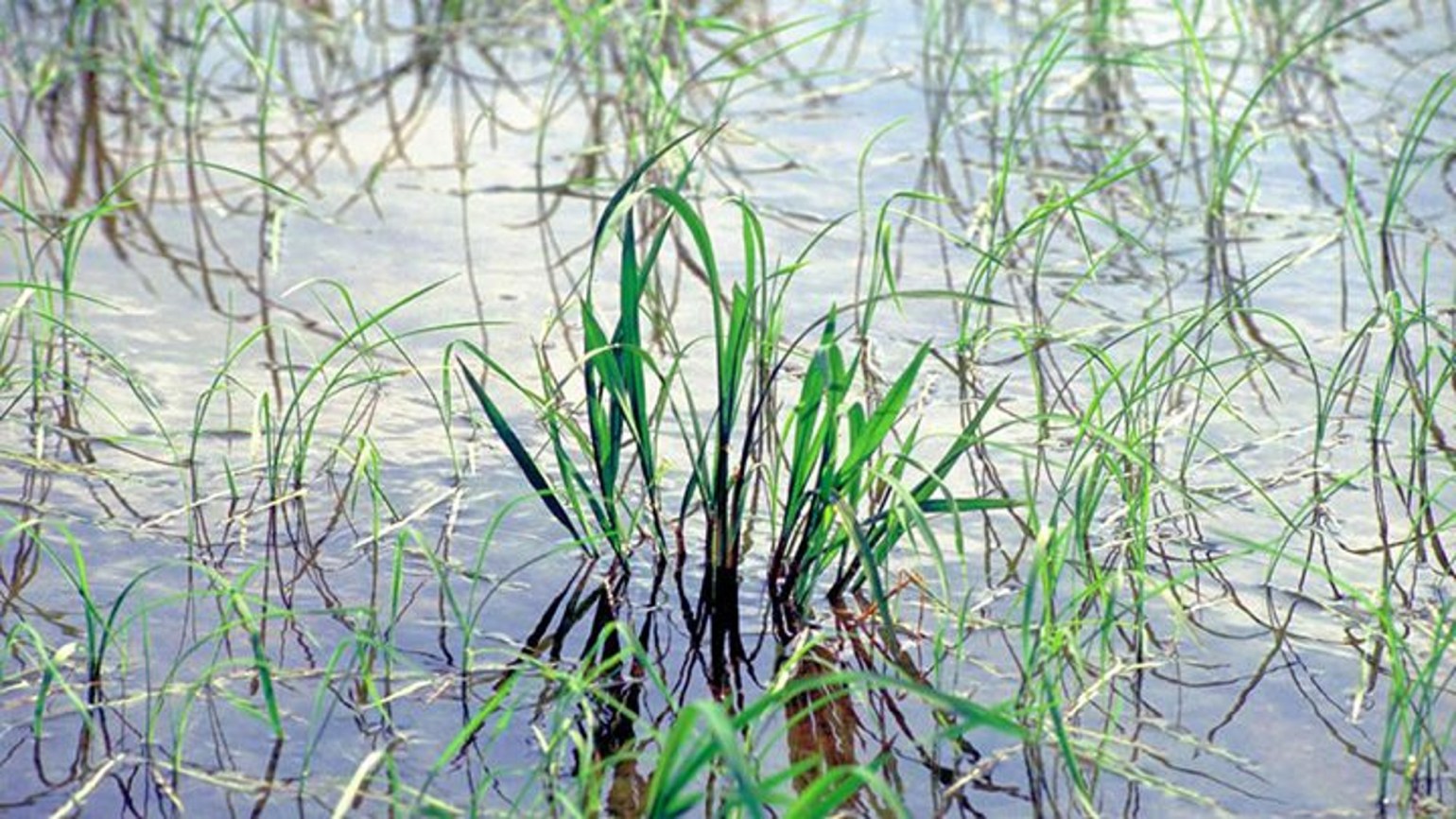 Καλωσορίσατε στη BASF Agricultural Solutions